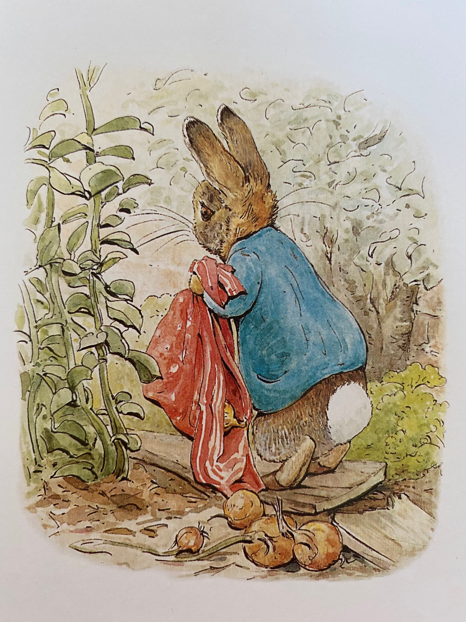 Beatrix Potter: Drawn to Nature at the V&A - Hertford Street